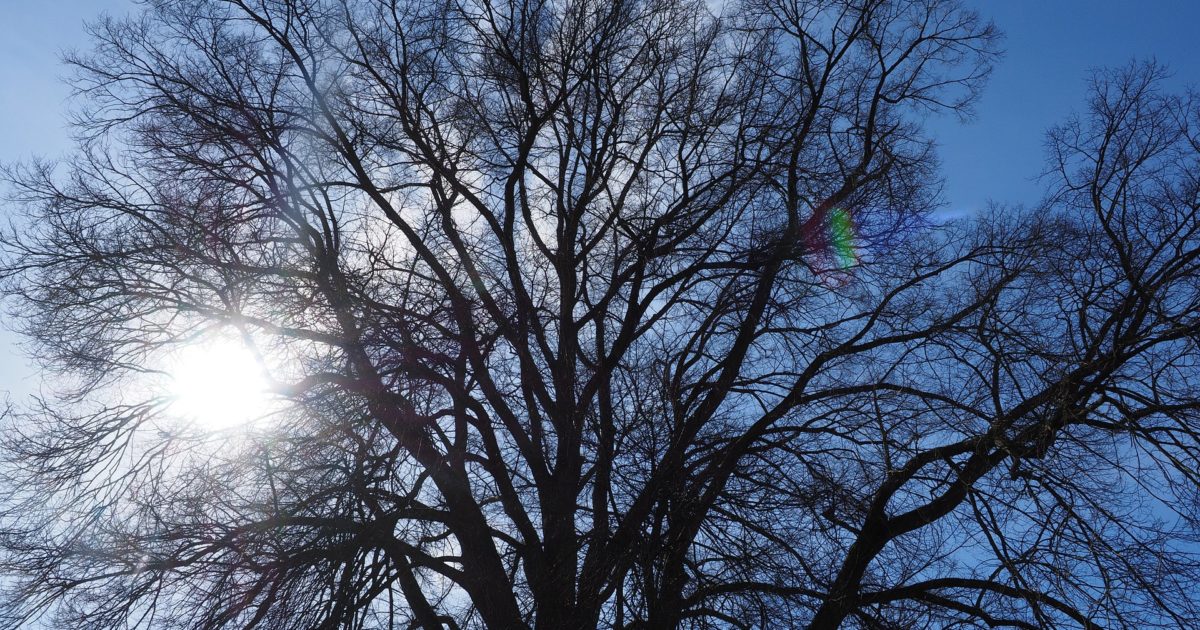 Iepenziekte bij bomen aan de Dreef | Radio Aalsmeer