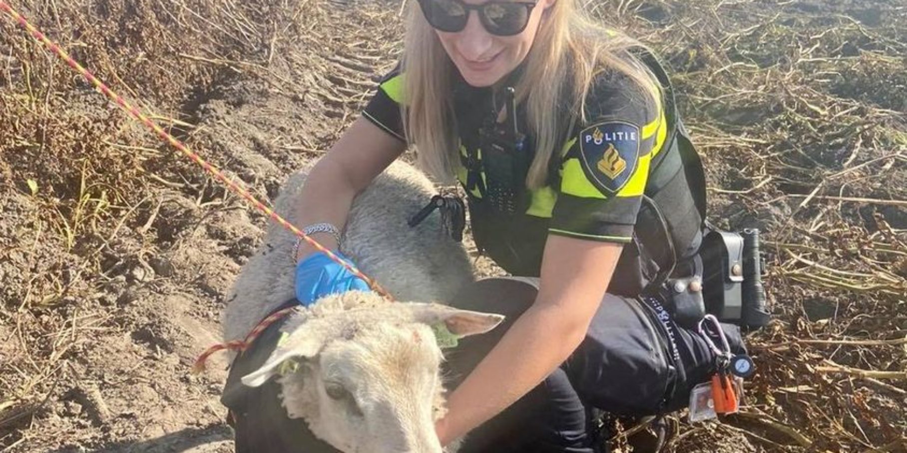 Jaapie het Schaapie gaat op stap | Radio Aalsmeer