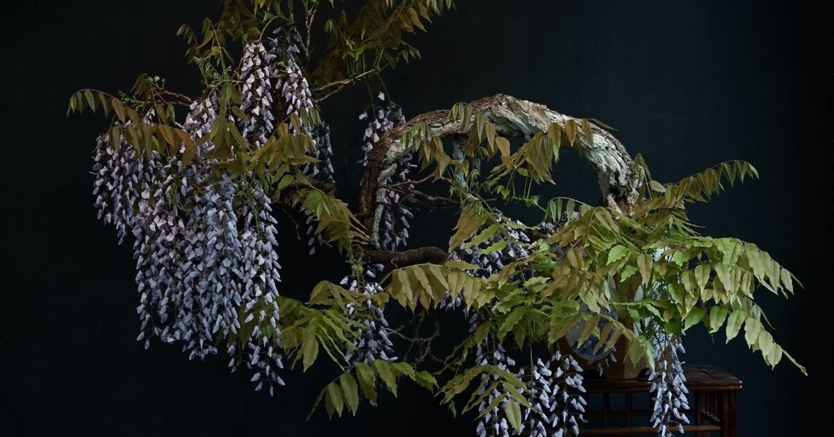 Bonsai Demonstratie in het Flower Art Museum | Radio Aalsmeer